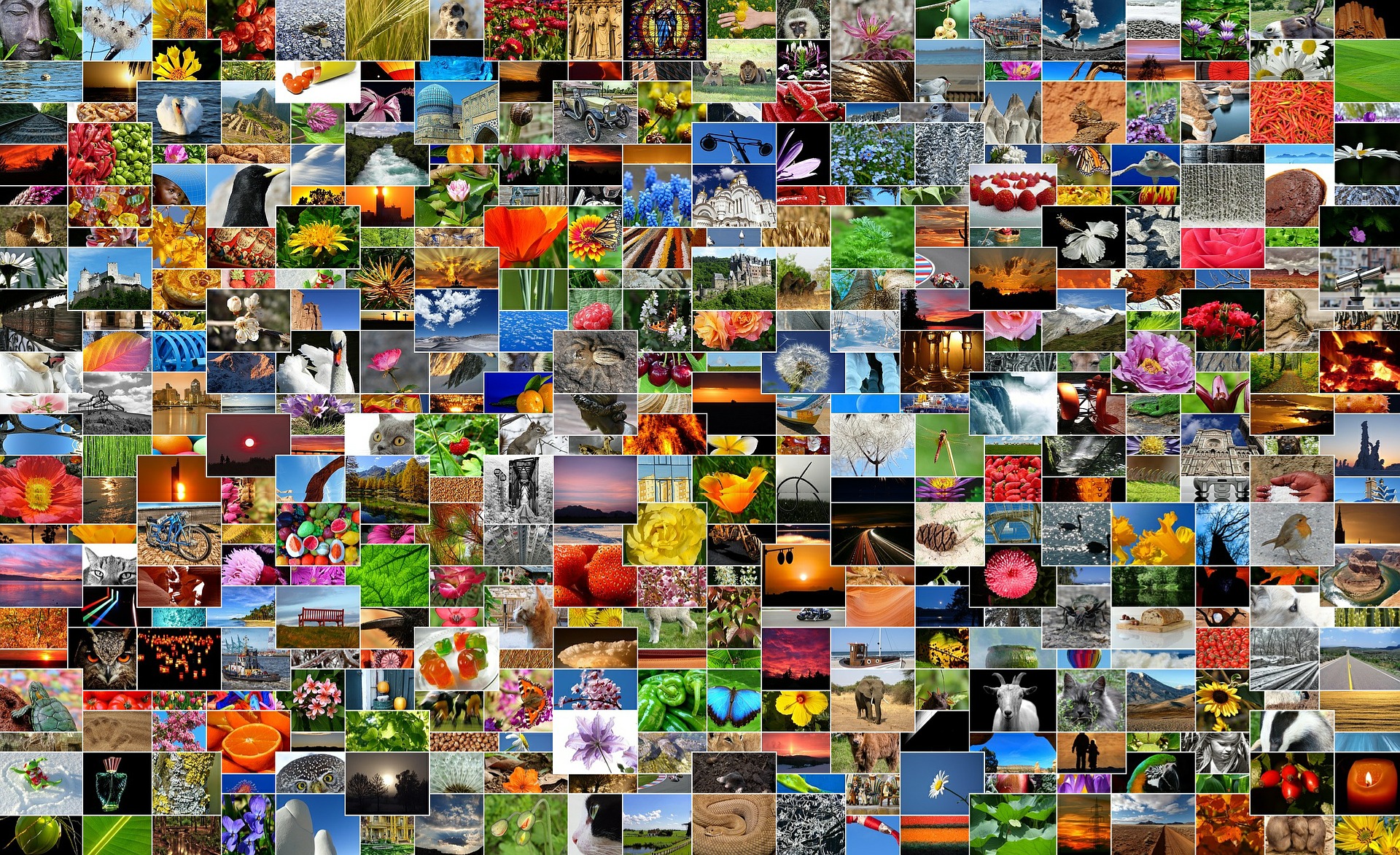 L’art de collectionner les photos - Évolia Transition